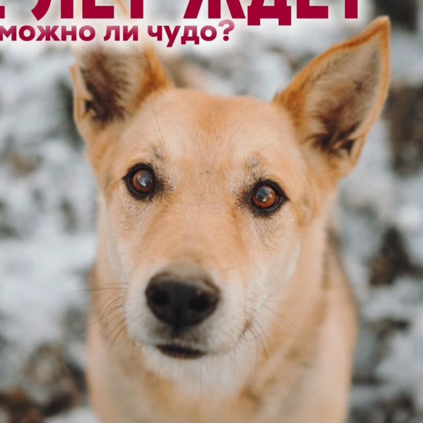 Взрослая собака в добрые руки