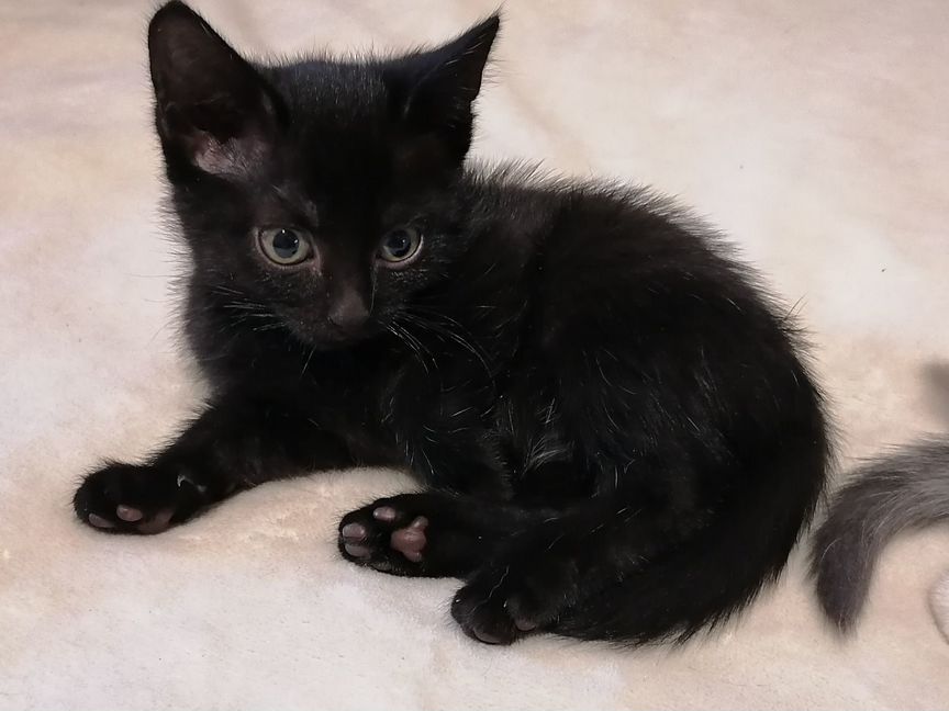 Ищем семью милым пушистикам