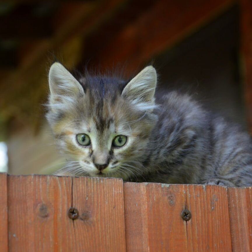 Котенок в дар