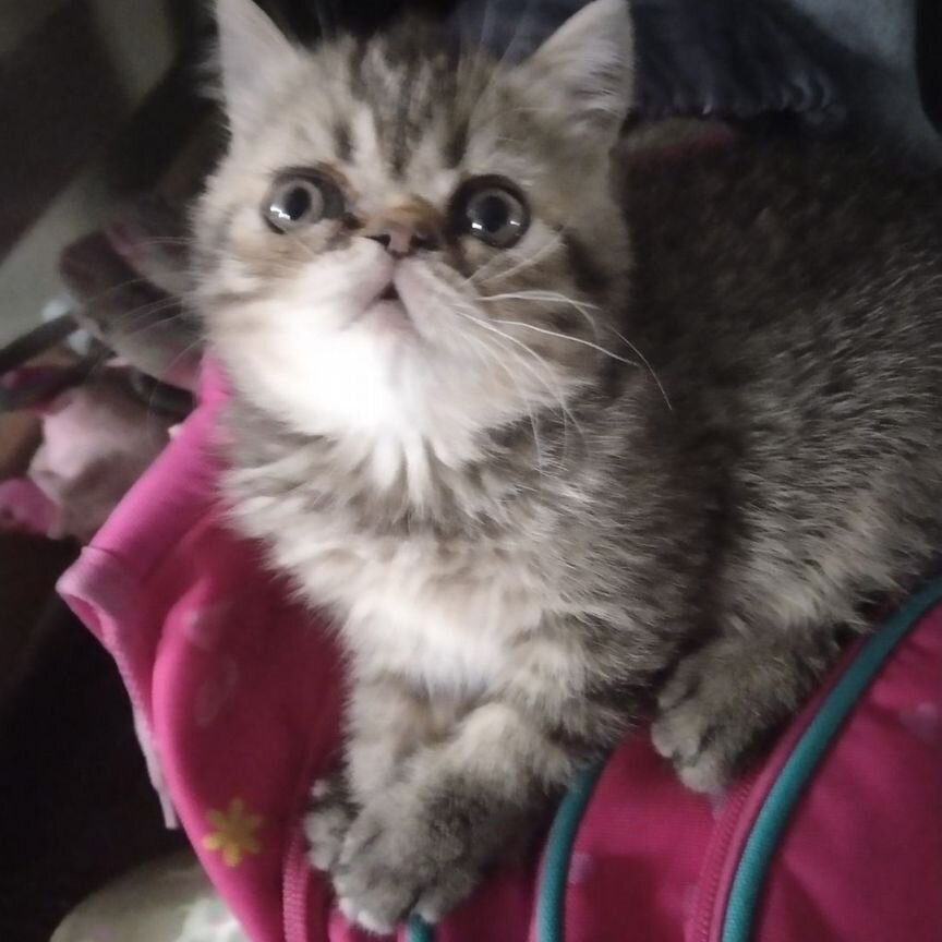 Котенок экзот девочка