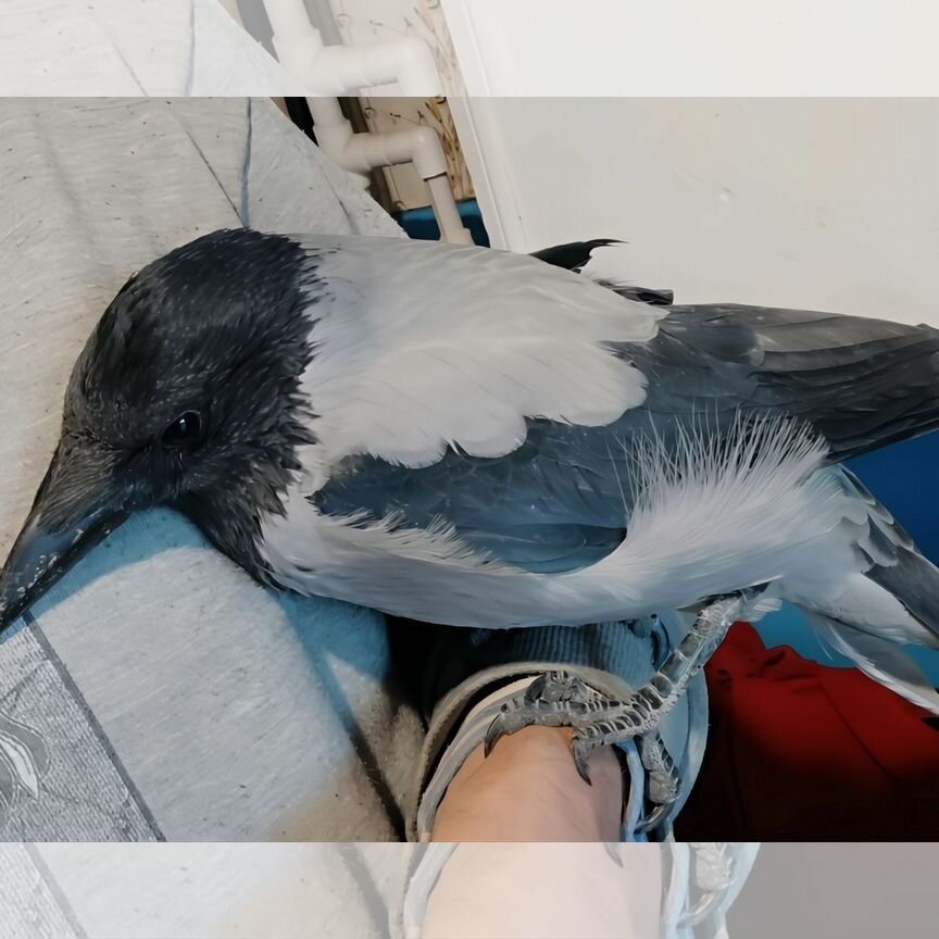 Приют для животных