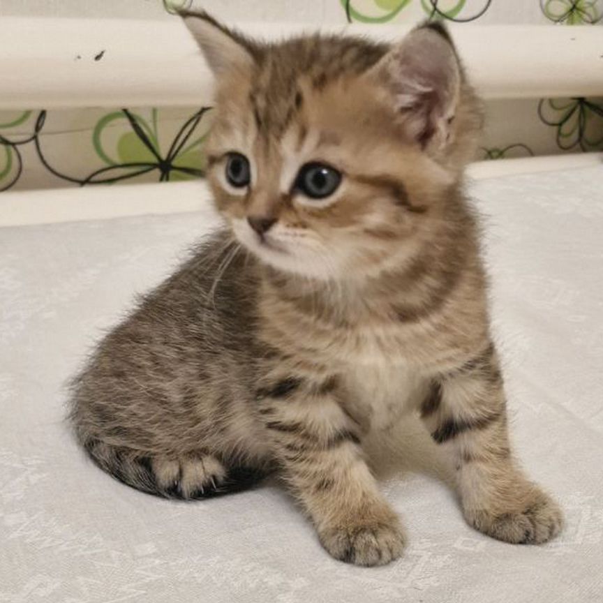 Шотландская
