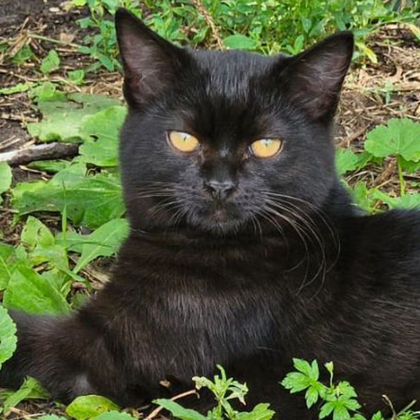 Помесь бенгала и британки