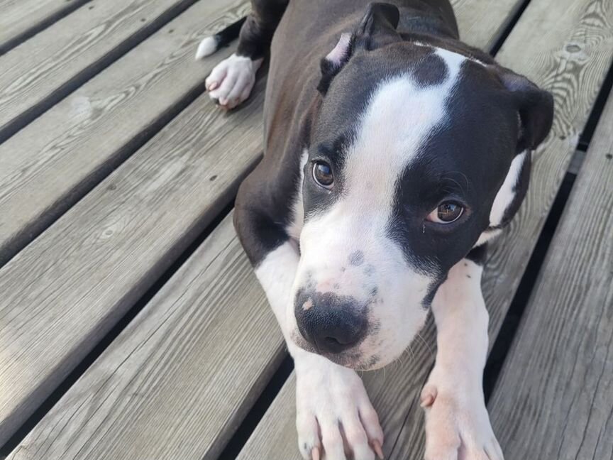 Стаффордширский терьер в добрые руки