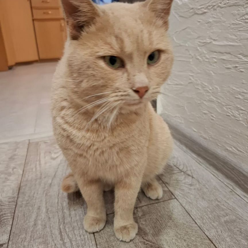 Ищу дом для котика