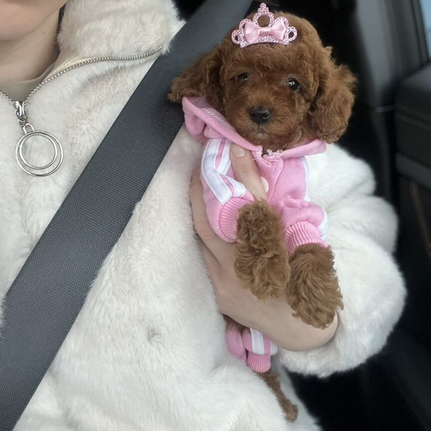 Той-пудель, щенок