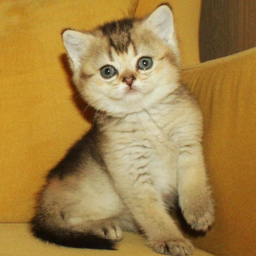 Британский короткошёрстный котёнок