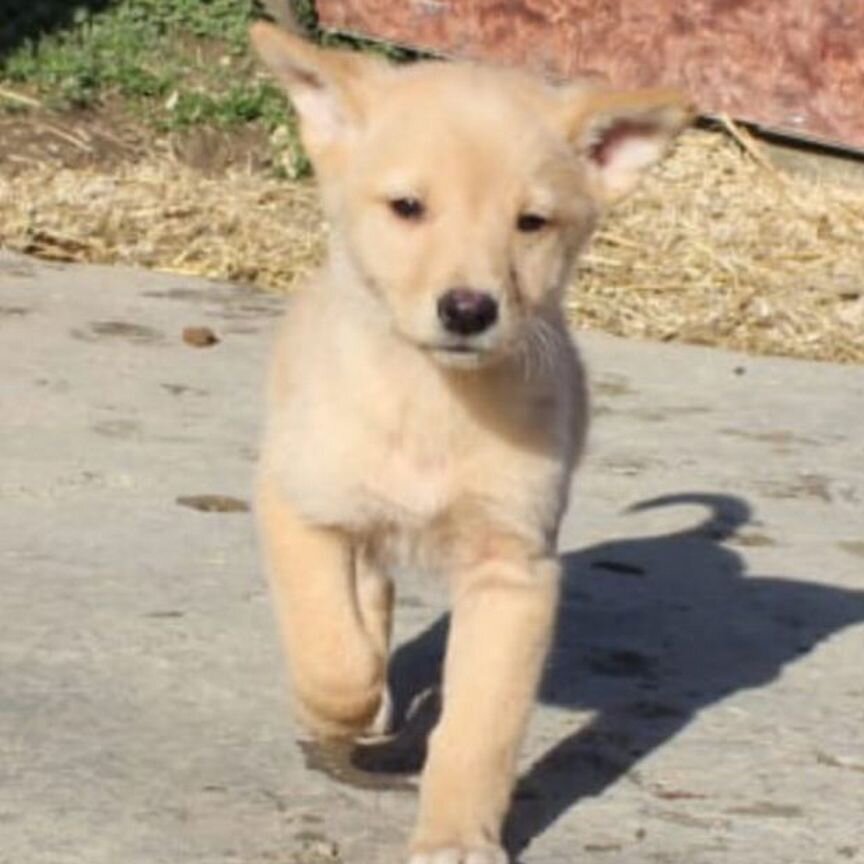 Щенок в добрые руки