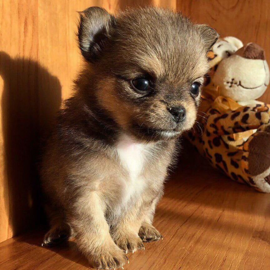 Померанский шпиц, щенок