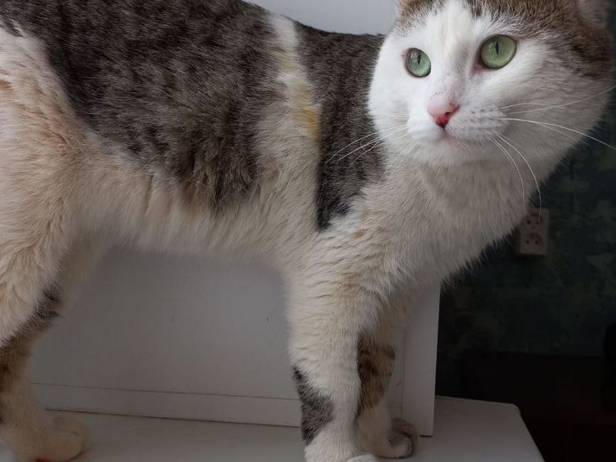Кот Базиль