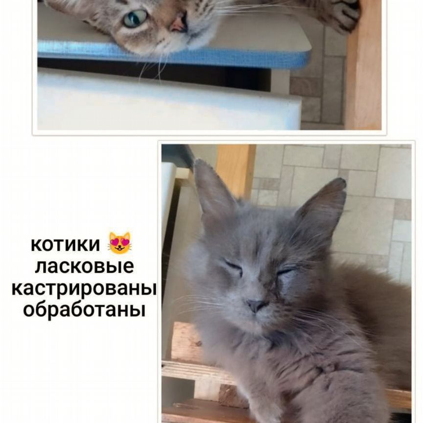 Отдам в добрые руки