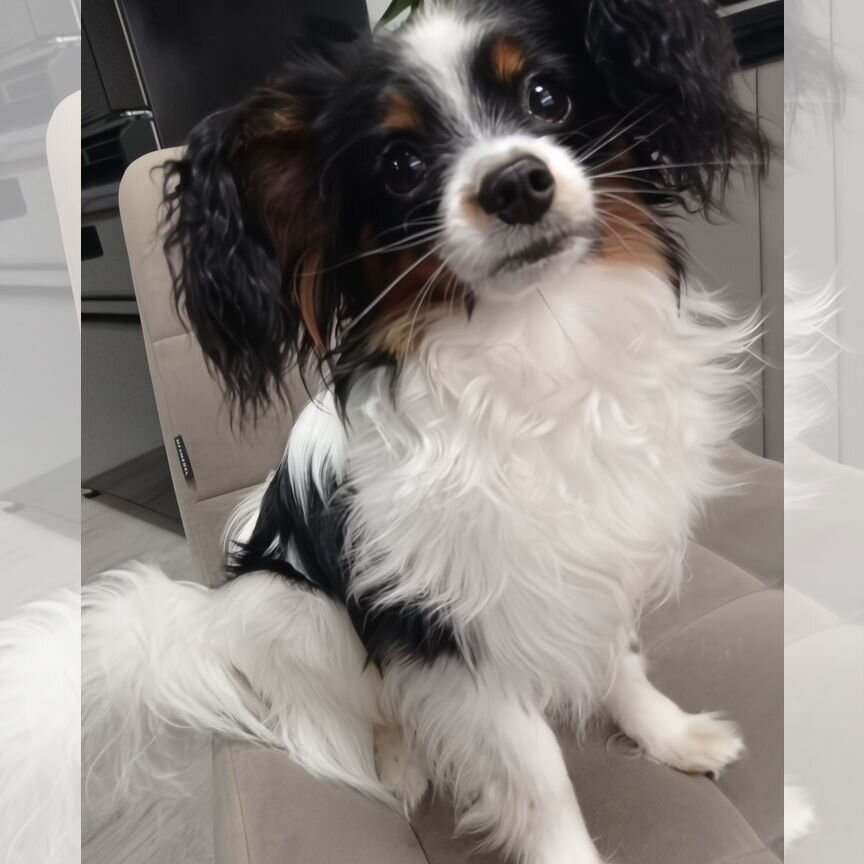 Континентальный той-спаниель папильон, щенок