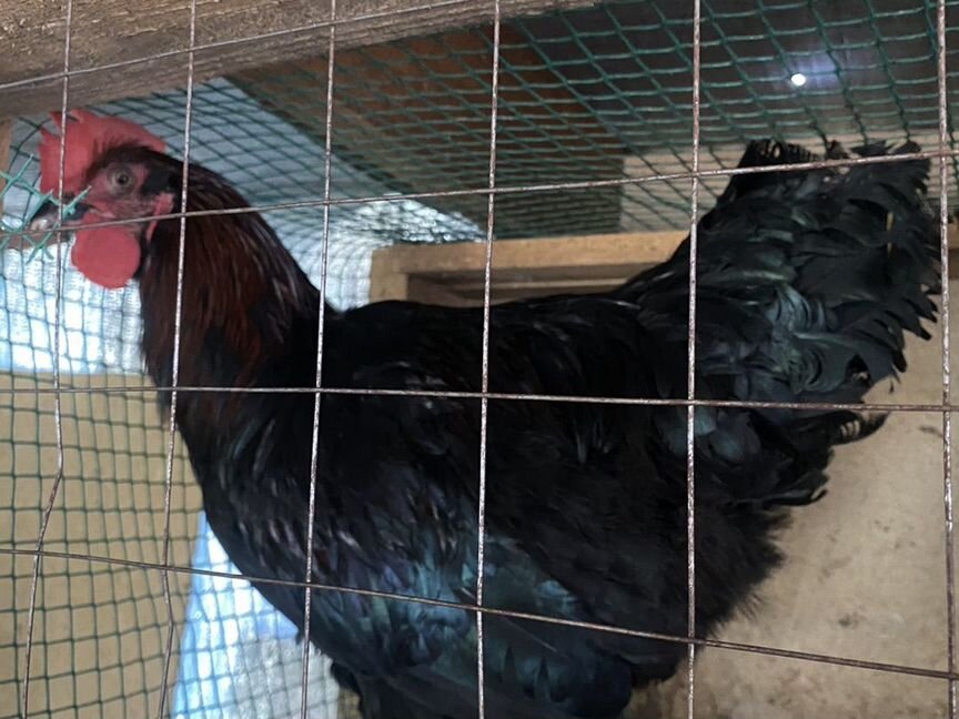 Молодые петухи 6-7 мес