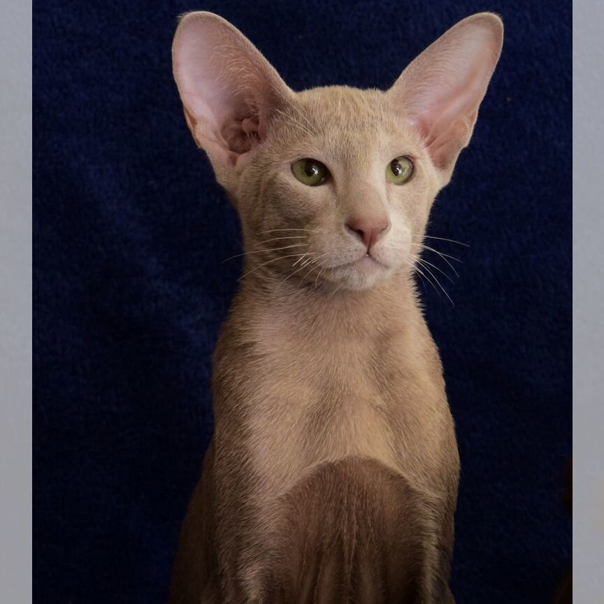 Ориентальный котёнок