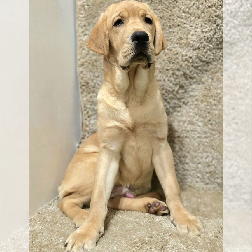 Лабрадор-ретривер, щенок