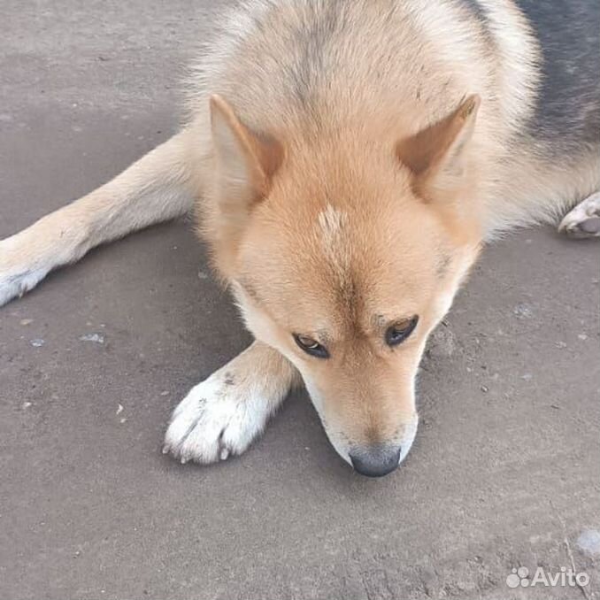 Пристраивается молодой пес