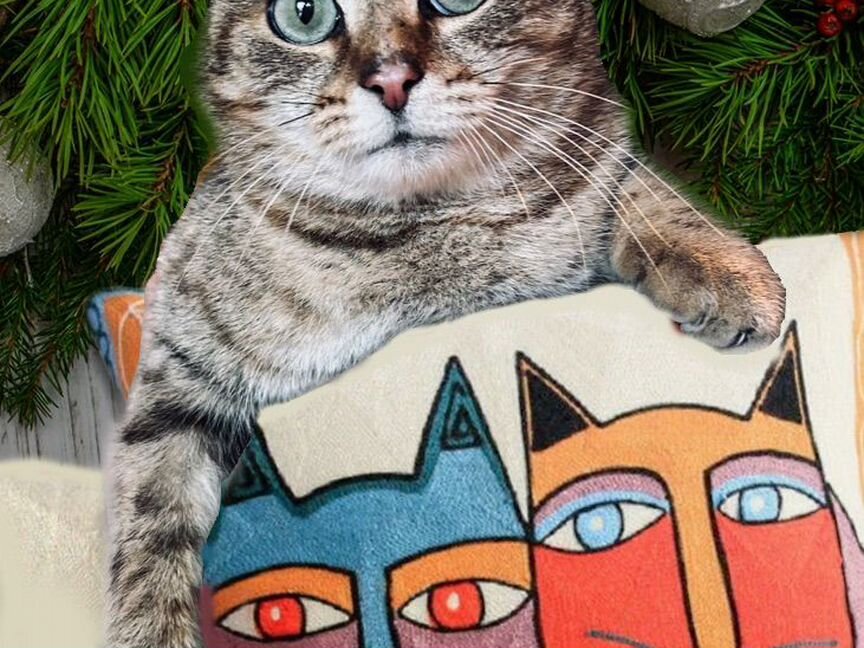 Очаровательная кошечка ищет дом