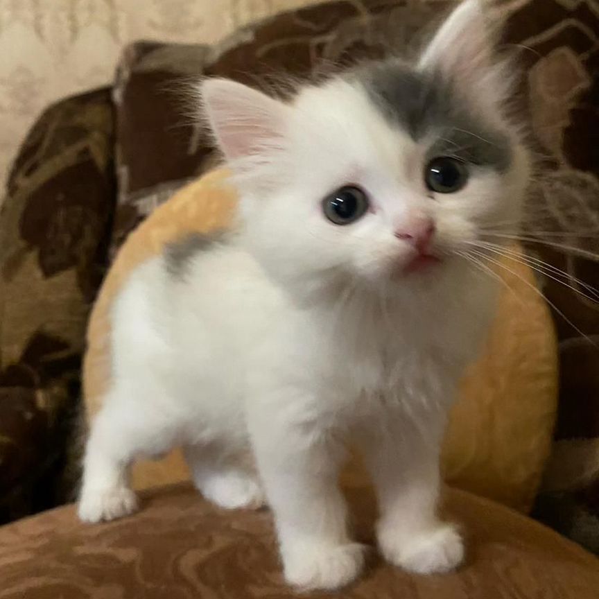 Котята в добрые ответственные руки