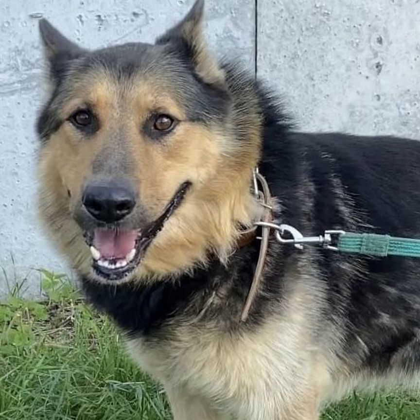 Взрослый пёс в добрые руки