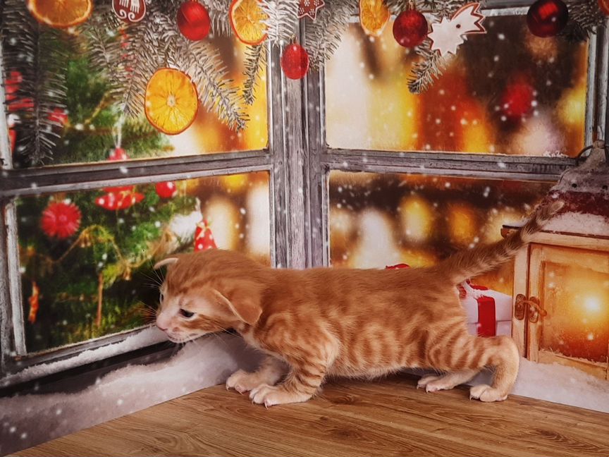 Красный ориентальный котик