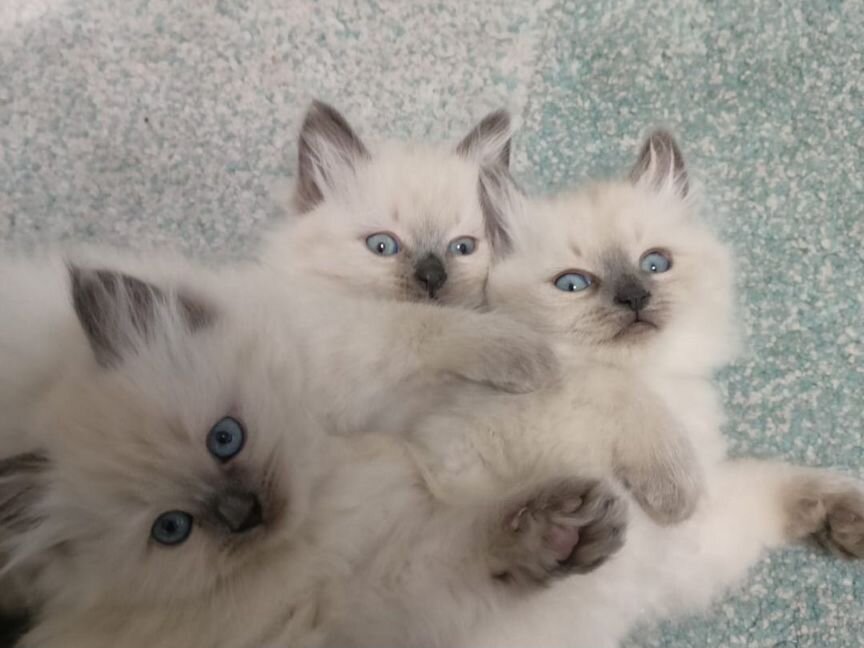 Котята породы Невская Маскарадная