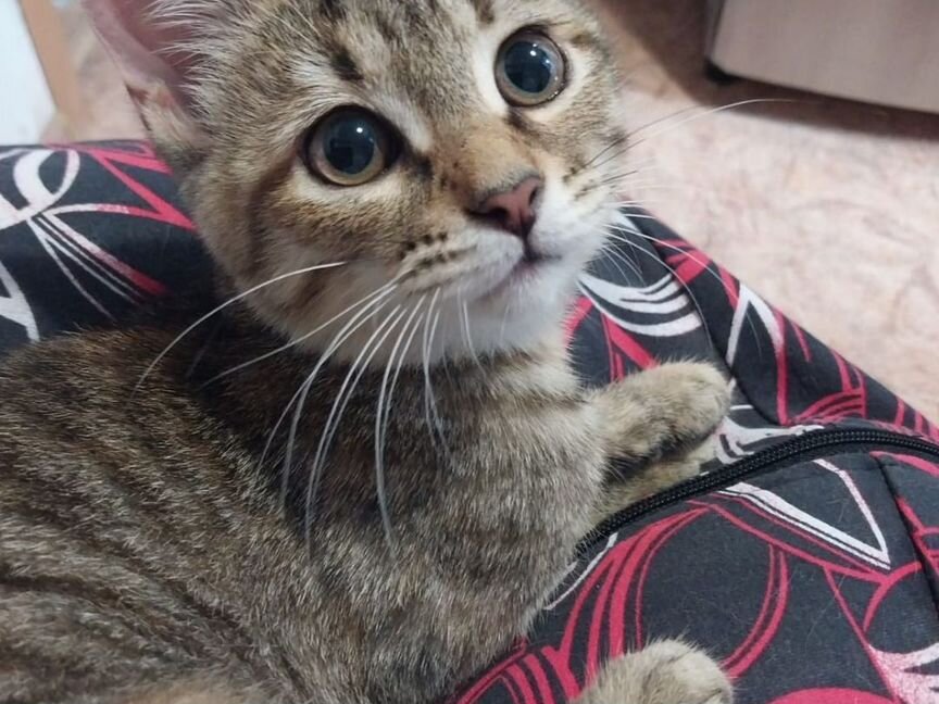 Тигровая красавица (2,5 мес.) в добрые руки