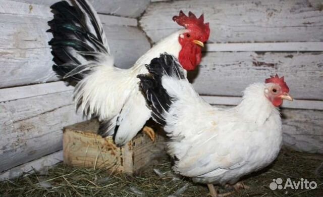 Цыплята японской бентамки (шабо)