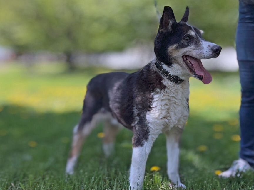Заберите Чака из приюта