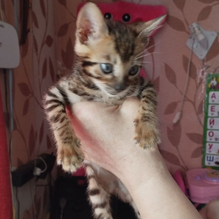 Бенгальские котятки девочки
