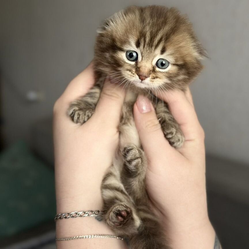 Шотландский вислоухий длинношёрстный котёнок