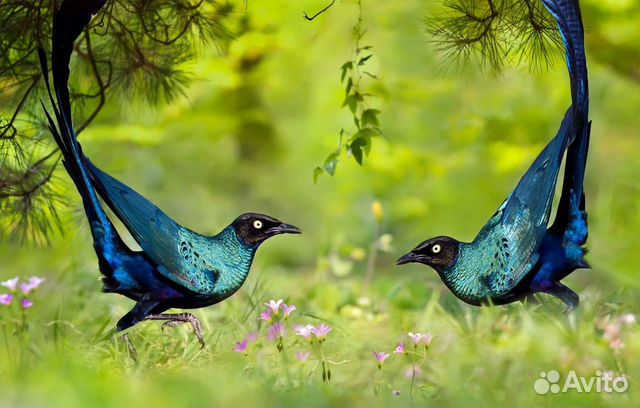 Длиннохвостый блестящий скворец