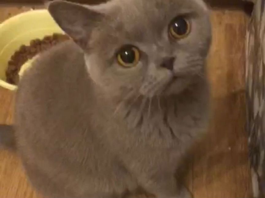Кошка британка бесплатно