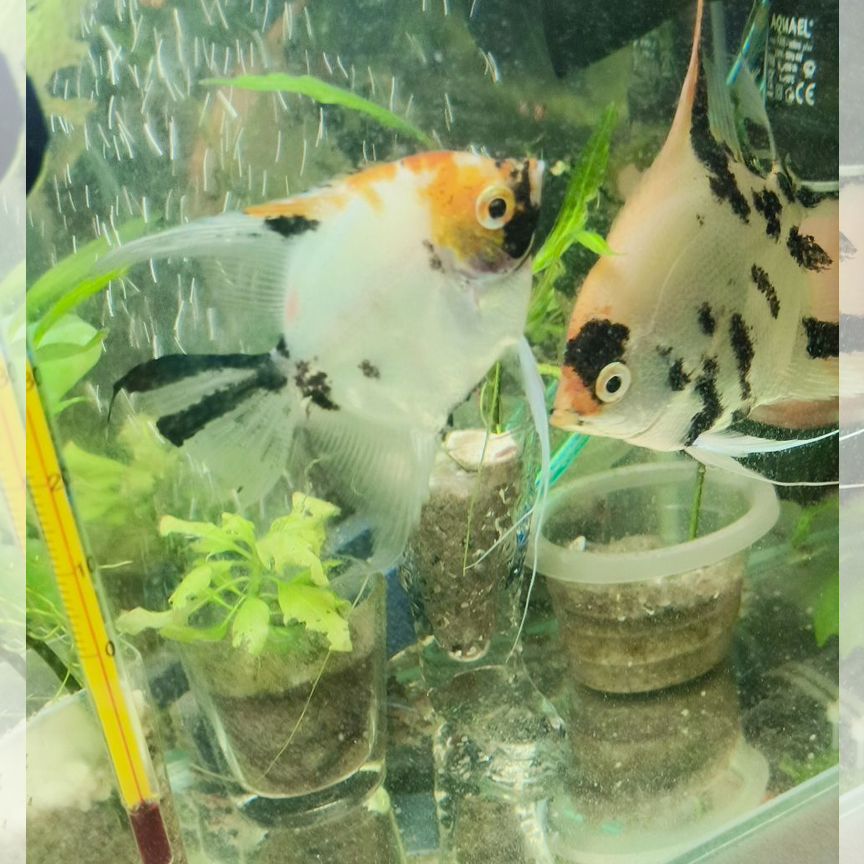 Скалярии кои