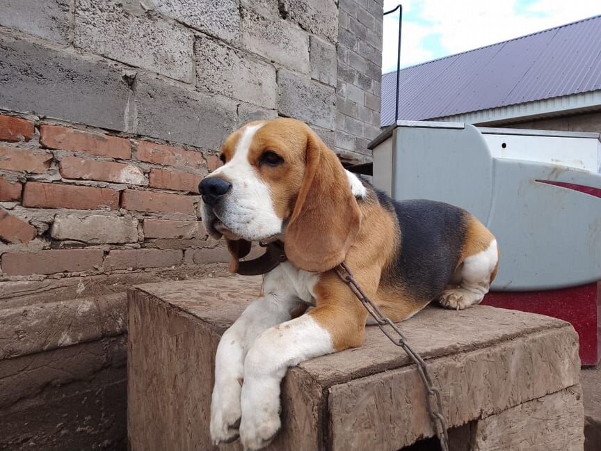 Вязка кобель бигль