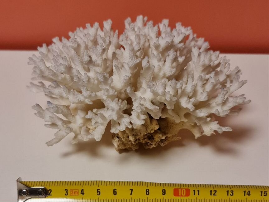 Морской коралл натуральный белый