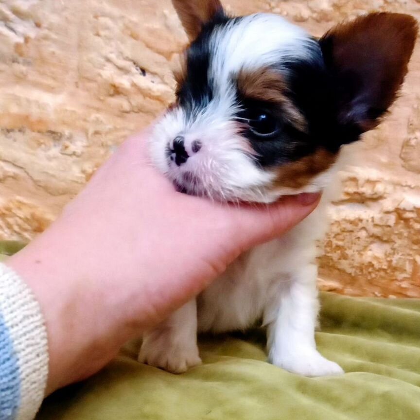 Бивер-йоркширский терьер, щенок