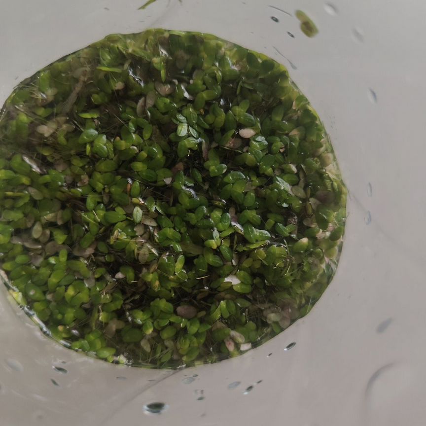 Ряска для аквариума