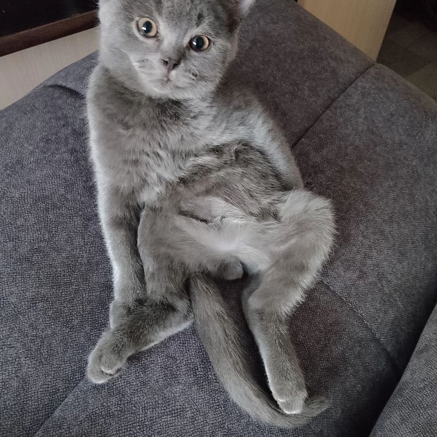 Продам котёнка в добрые руки