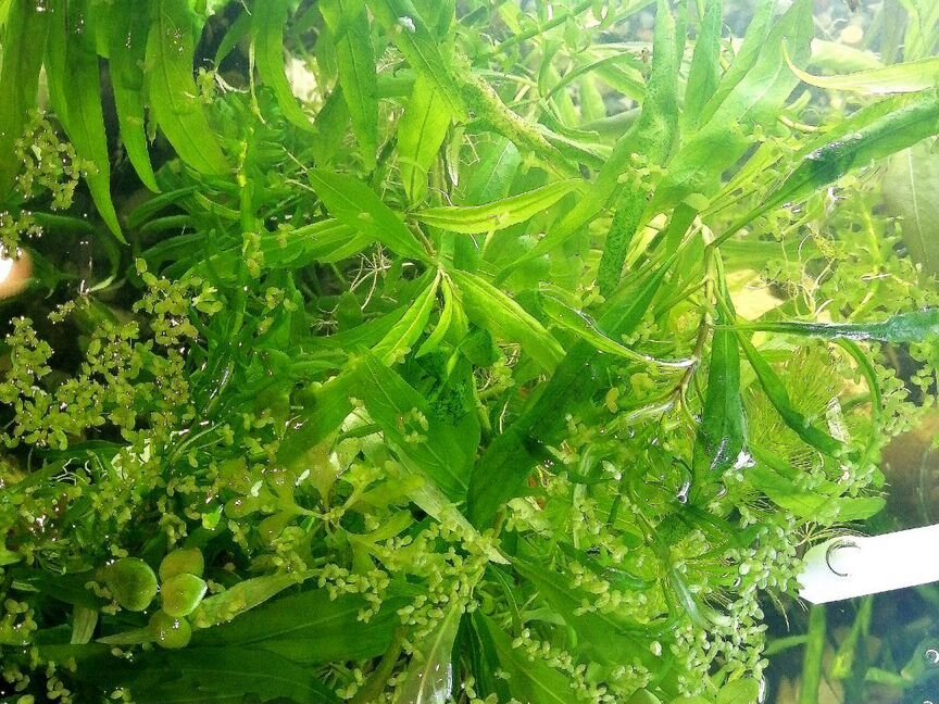 Расстения+креветки+рыбки