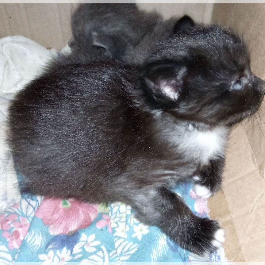 Котёнок в добрые руки