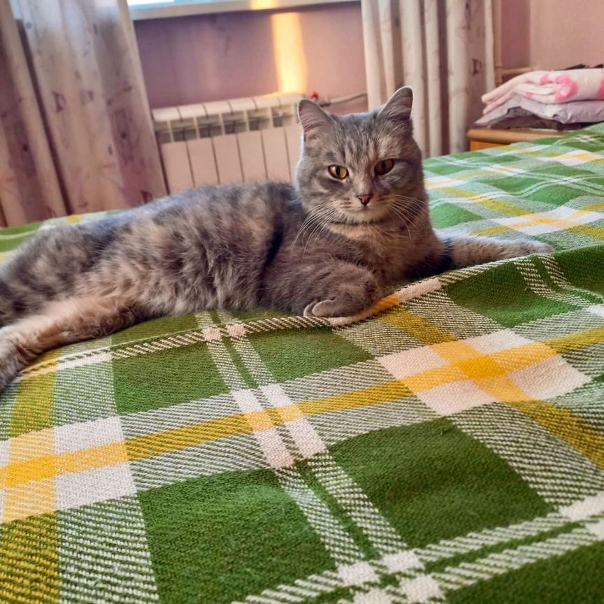 Найдена кошка