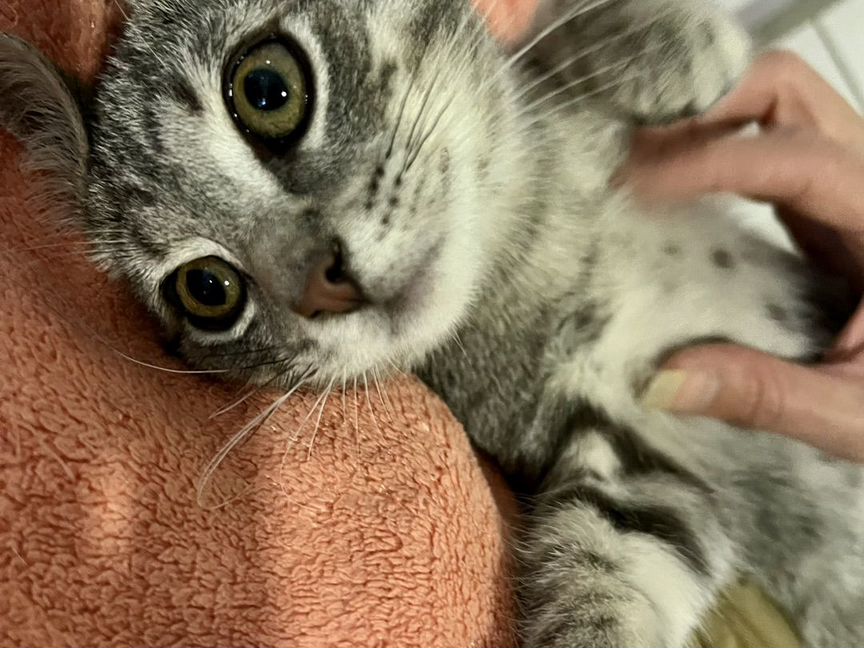 Котенок Гоша