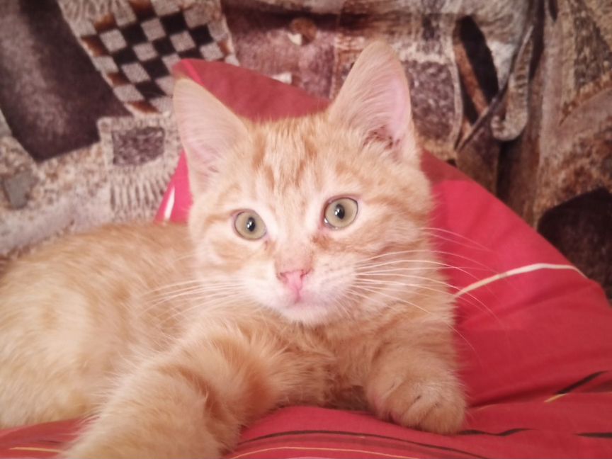Рыжий котёнок