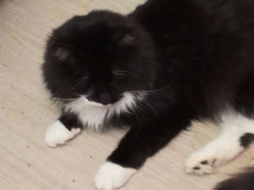 Котята в добрые ручки