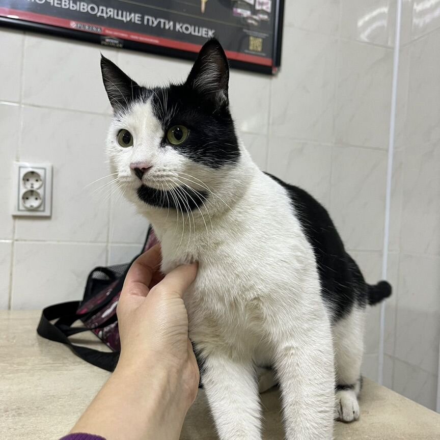 Кот