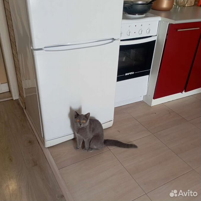 Шатланская кошка