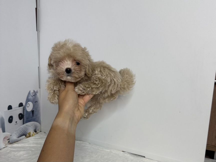 Мальтипу f1 микро эксклюзив малыш 2,5месяца