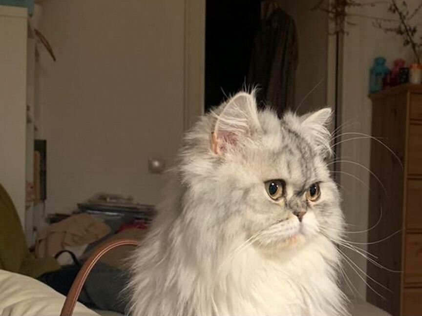 Кошка скотиш страйт хайленд