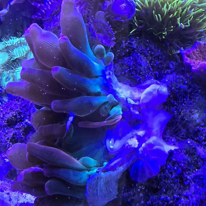 Актиния квадриколор для морского аквариума