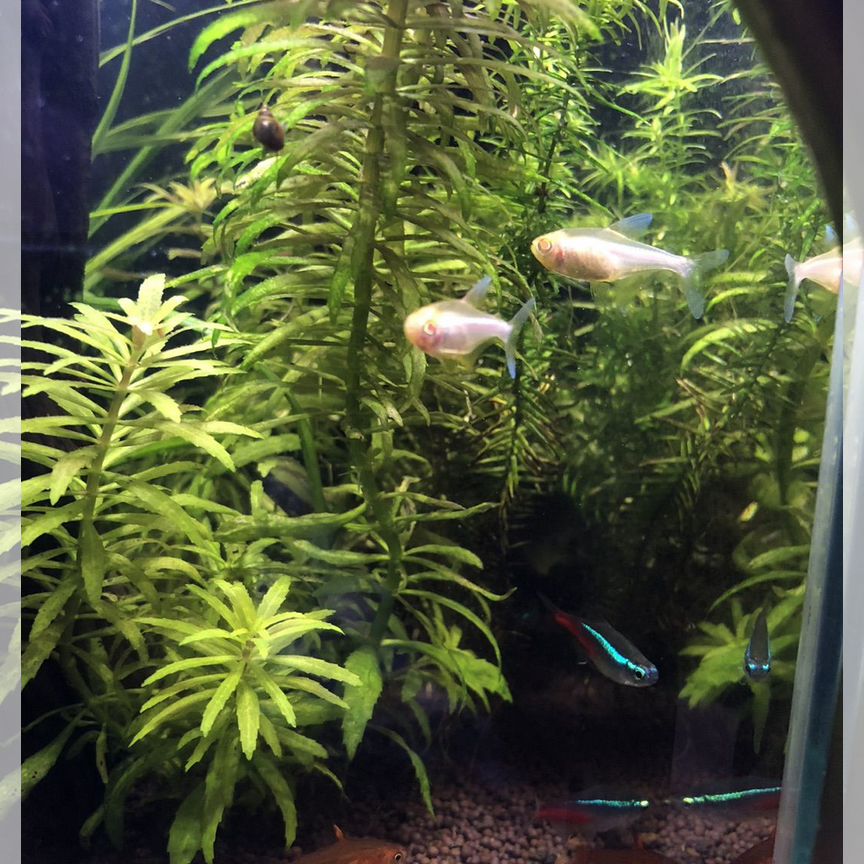 Неоны белые